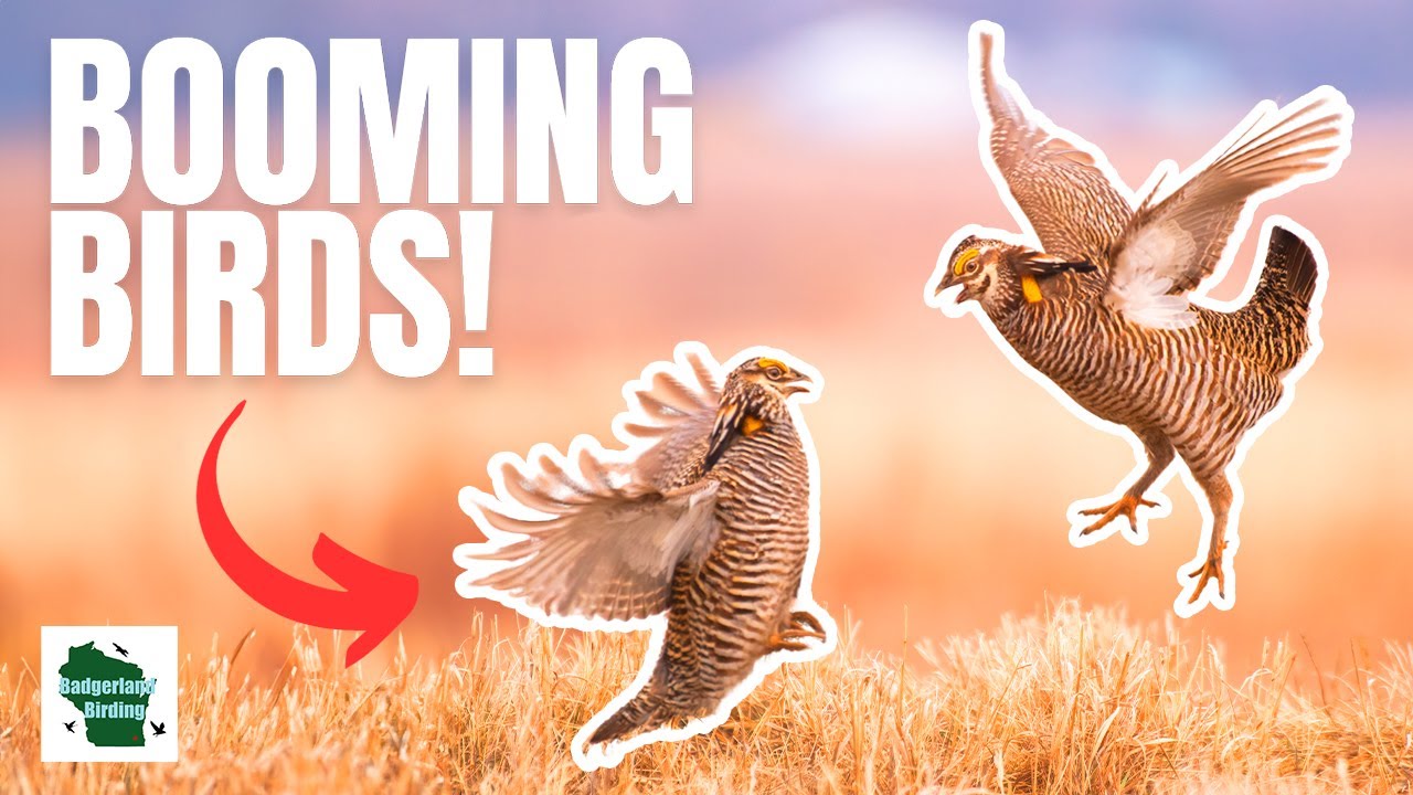 Greater Prairie-chicken: Everything You Need to Know!