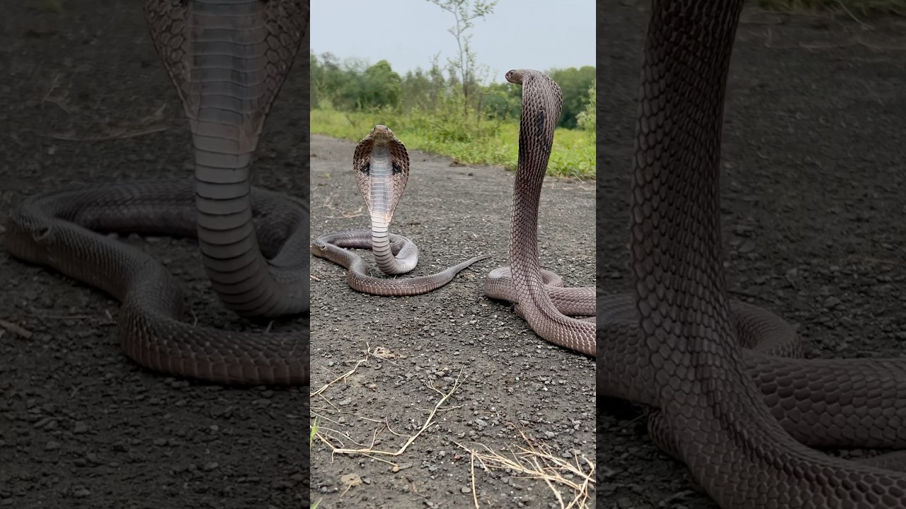 MOST VENOMOUS SNAKE 🐍 #snakevideo #shorts #ytshorts #youtubeshorts #trending #reels #viralshorts