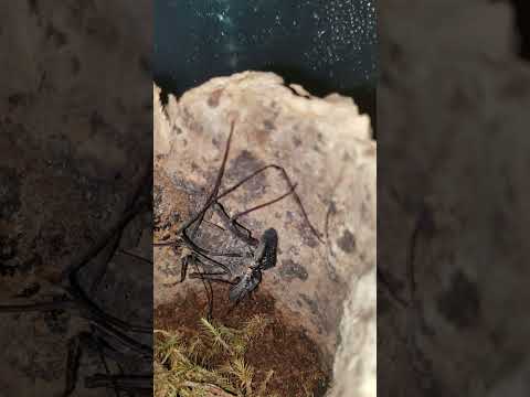 Tailless Whip Scorpion #scorpion