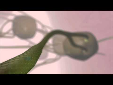 Tuberculosis Invasion | Animated Short Film