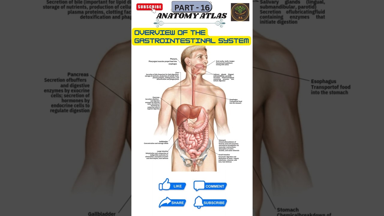 Anatomy atlas # Gastro intestinal system (GIT) (Part -16 ) # shorts # Anatomy # Trending 🧍🩻❤️‍🔥🩺