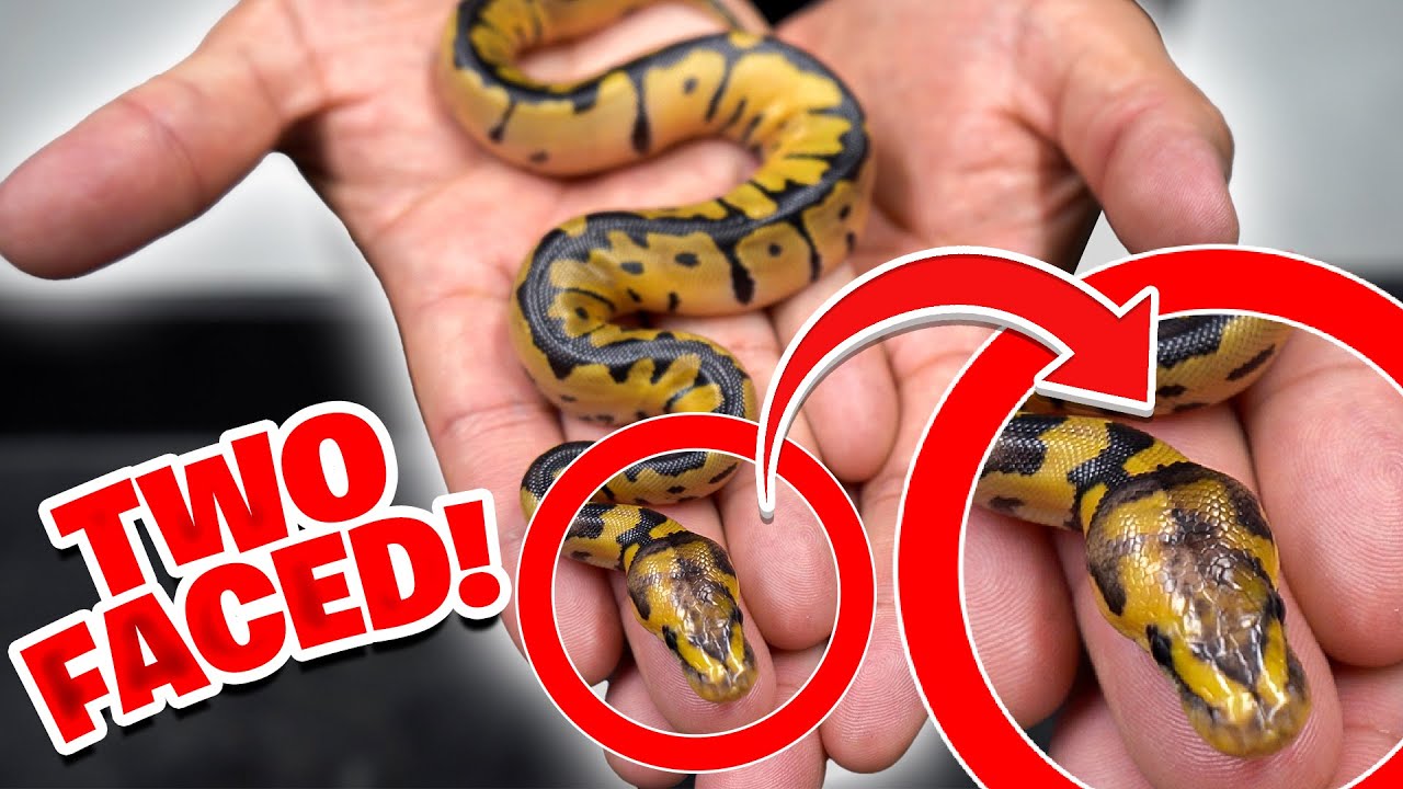 I've NEVER Seen This Before?! TWO FACED SNAKE!
