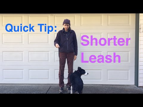 Loose leash walking tip: Shorten Leash Service Dog Training Institute