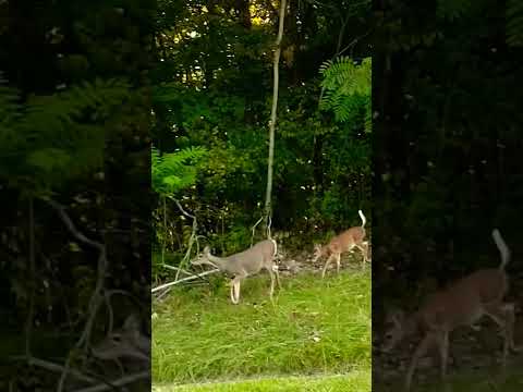 Doe & Fawn seeking food along the Natchez Trace Pkwy. Tennessee USA.
