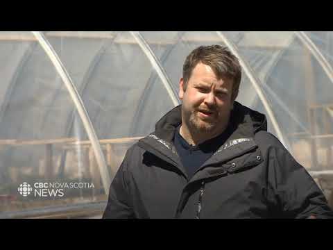 Hammonds Plains Man Growing Veggies Violating Bylaw - CBC News Nova Scotia