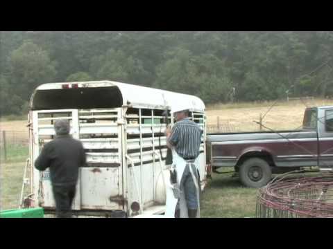 No such thing as humane slaughter | Are there chicken sheds in heaven?