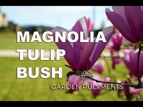 Magnolia Tulip Bush