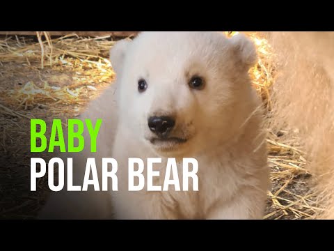 You Can Meet And Name The UK’s Youngest Polar Bear
