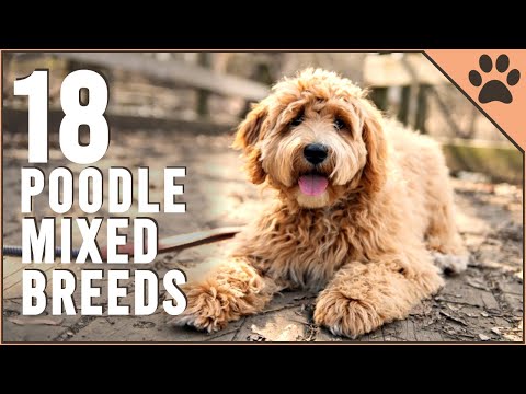 18 Poodle Mix Breeds That Will Melt Your Heart - Part 2 | Dog World