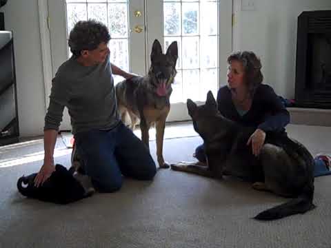 Thor and his new family