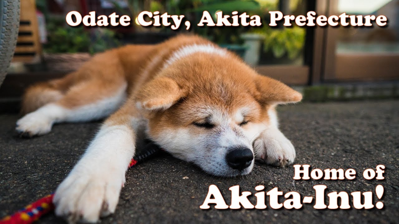 The Land of Akita-inu! Odate City, Akita Prefecture, JAPAN