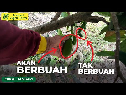Pruning pokok nangka | Hanani Agro Farm