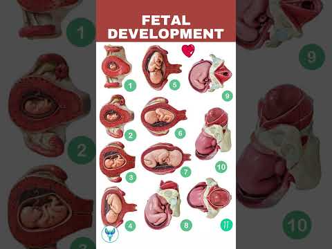 Fetal Development week by week | Embryo development | Baby growing in womb