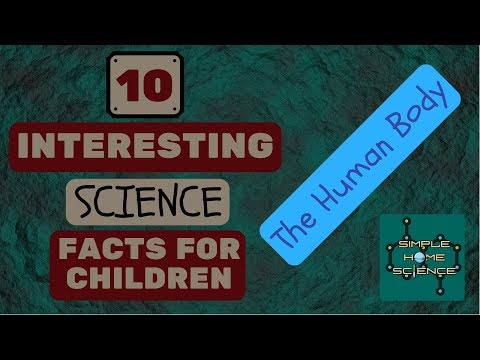 10 Interesting Science Facts For Children - The Human Body