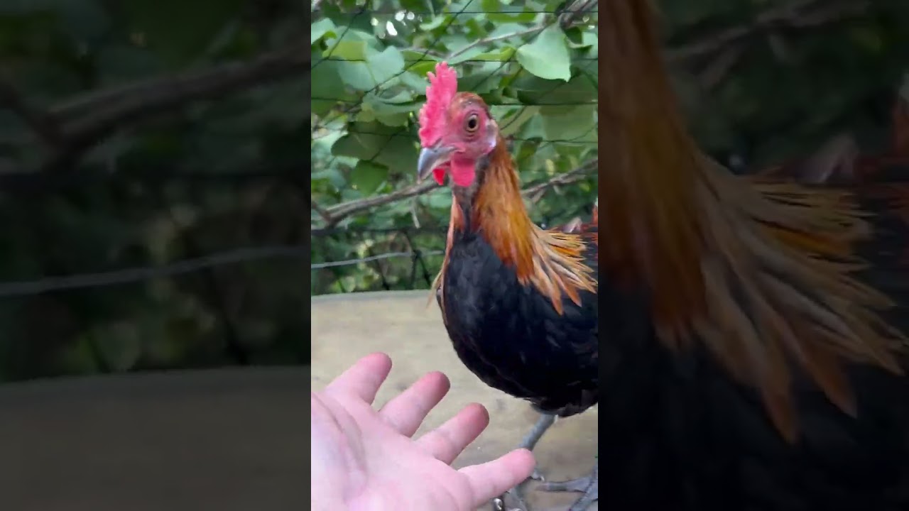 Red Phoenix chicken #homestead #chickenfarm #qaib #rooster #homesteading #bantamchicken #goat