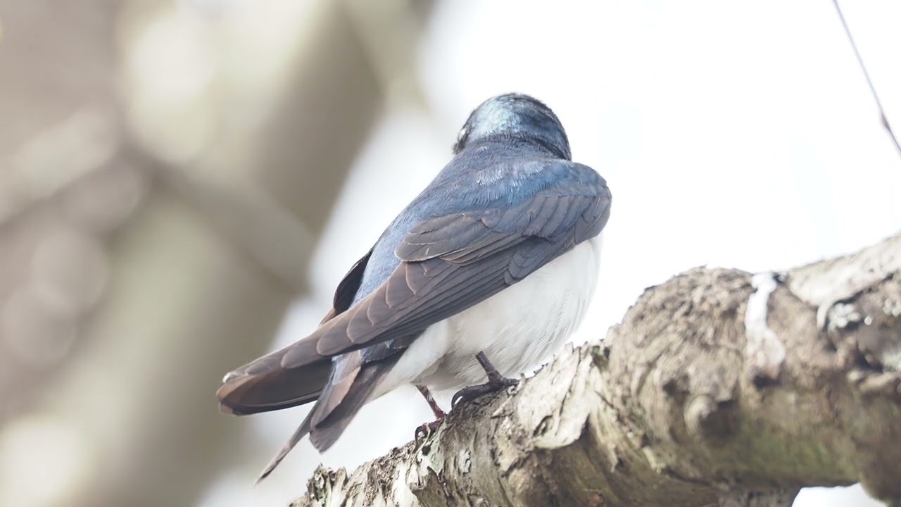 Tree Swallow Song