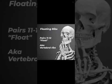 Human Anatomy. Ribs: Floating Ribs