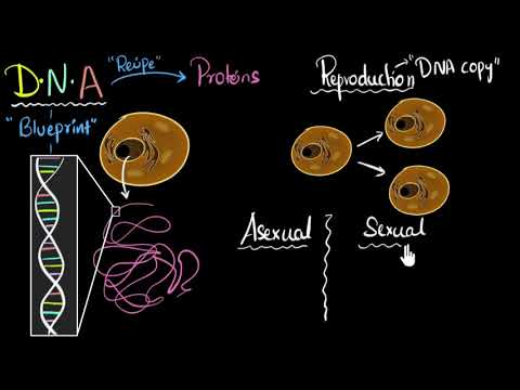 Reproduction, DNA, sexual & asexual (video) | Khan Academy