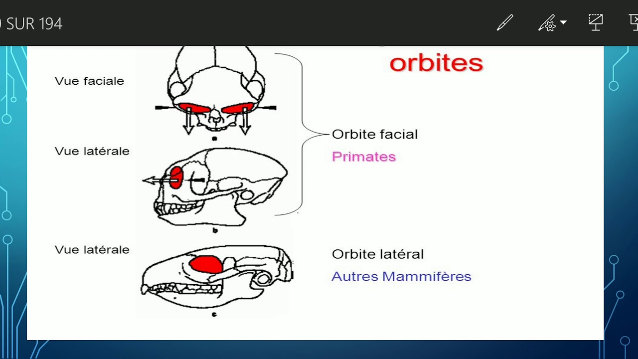 Chapitre 4 un regard sur l'évolution de l'Homme