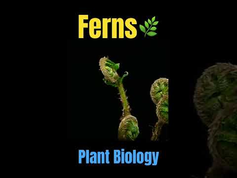 🌿 What are Ferns? What is a Fern? What type of plant is a Fern? Fern Pronunciation #ferns #fern