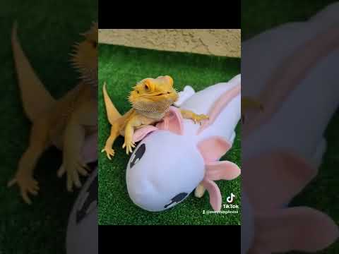 Bearded Dragon 3 picture. #kugmoandmekoo #shorts #youtube #beardeddragon