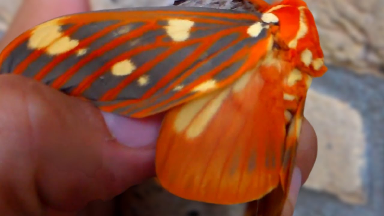 Hickory horned devil: A male (Citheronia regalis)