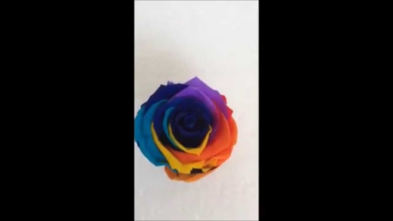 Rosa Arcoiris Preservada en El Salvador