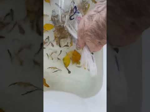 Raising Minnows, the Minnow Pond