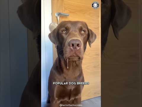Labrador Retriever 🐶 Perfect for Newbies?