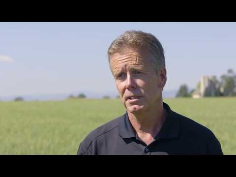 Managing Kochia