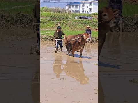 Ox plowing in slow motion See every detail#technique