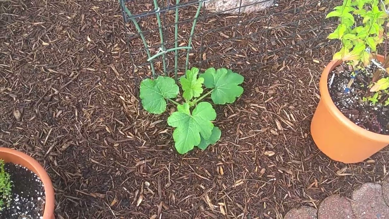 Table Queen winter squash Aug 2022