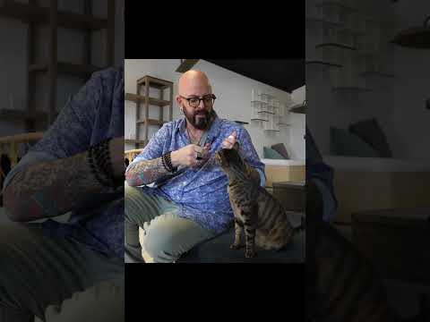 THIS is how you clicker train a cat! #shorts
