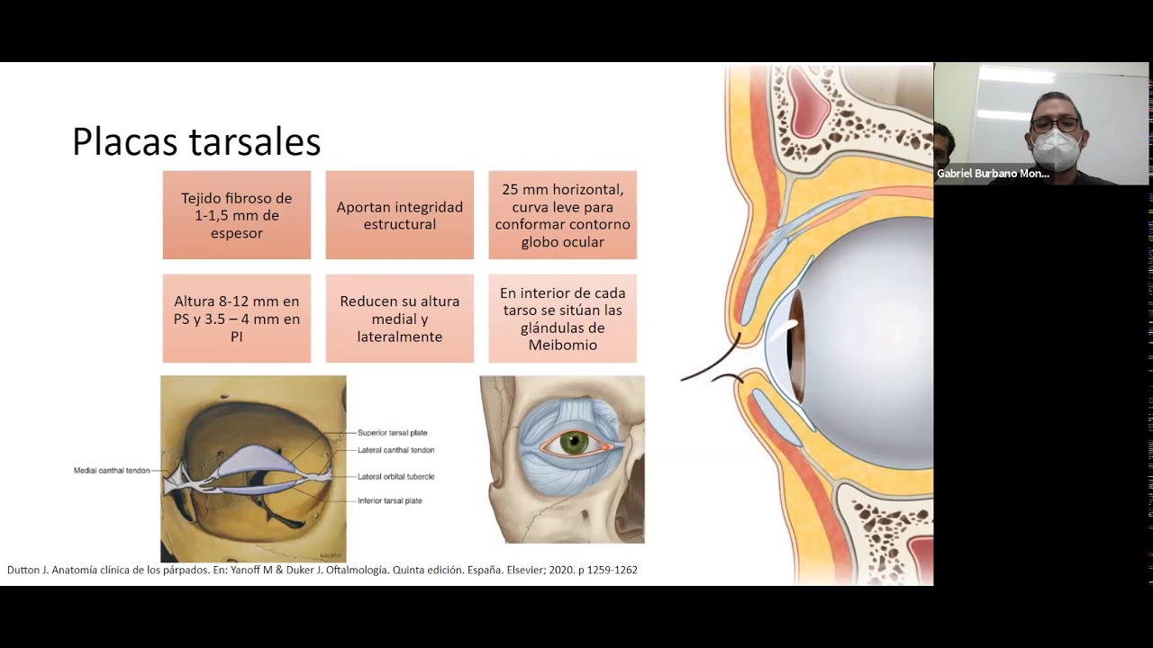 Anatomía de los Párpados