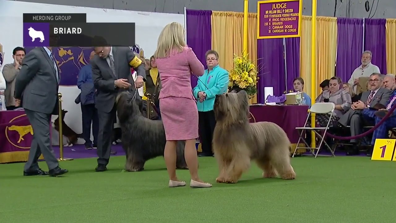 Briards | Breed Judging 2019
