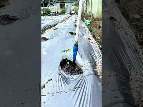 The use process of the portable water and fertilizer applicator