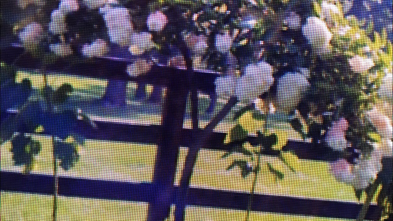 How to prune PG Hydrangea Standards (Paniculata Grandiflora Hydrangeas)