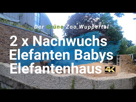 4K / 60 - Elefanten Babys Wuppertaler Grüner Zoo Elefantenhaus Kimana Bongi Jungbullen Elefantenbaby