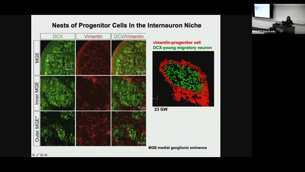 Generating Cortical Inhibitory Neurons for the Human Brain | Mercedes Paredes, MD, PhD