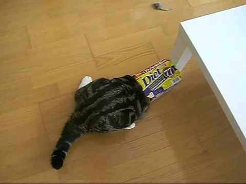 GREAT News: Watching Cat Videos Online Is Good for You!