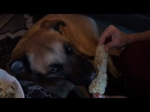 Funny Dog Loves Corn On the Cob! Belgium Malawa Nibbles it ASMR Style