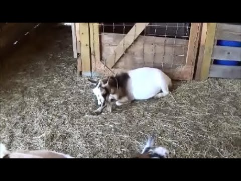 Called the vet! Our goat is sick!!