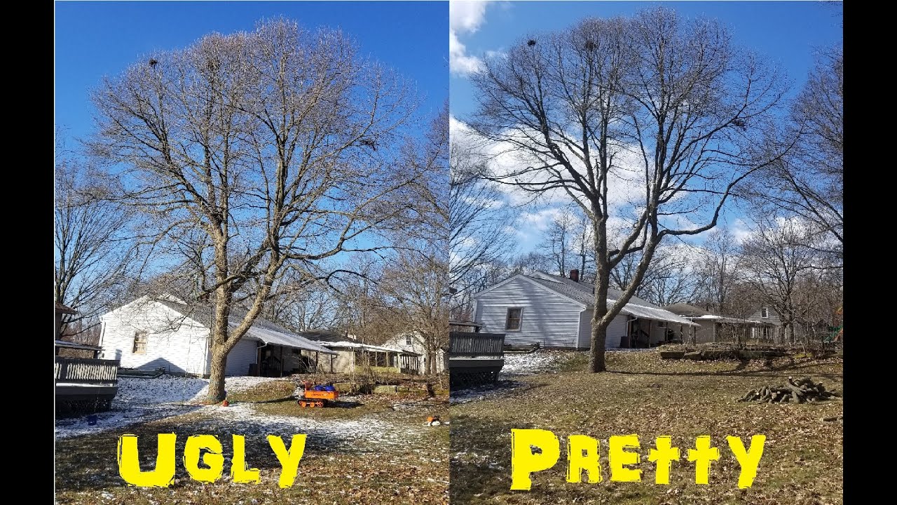 Tree Trimming for My Arborist Insurance Man