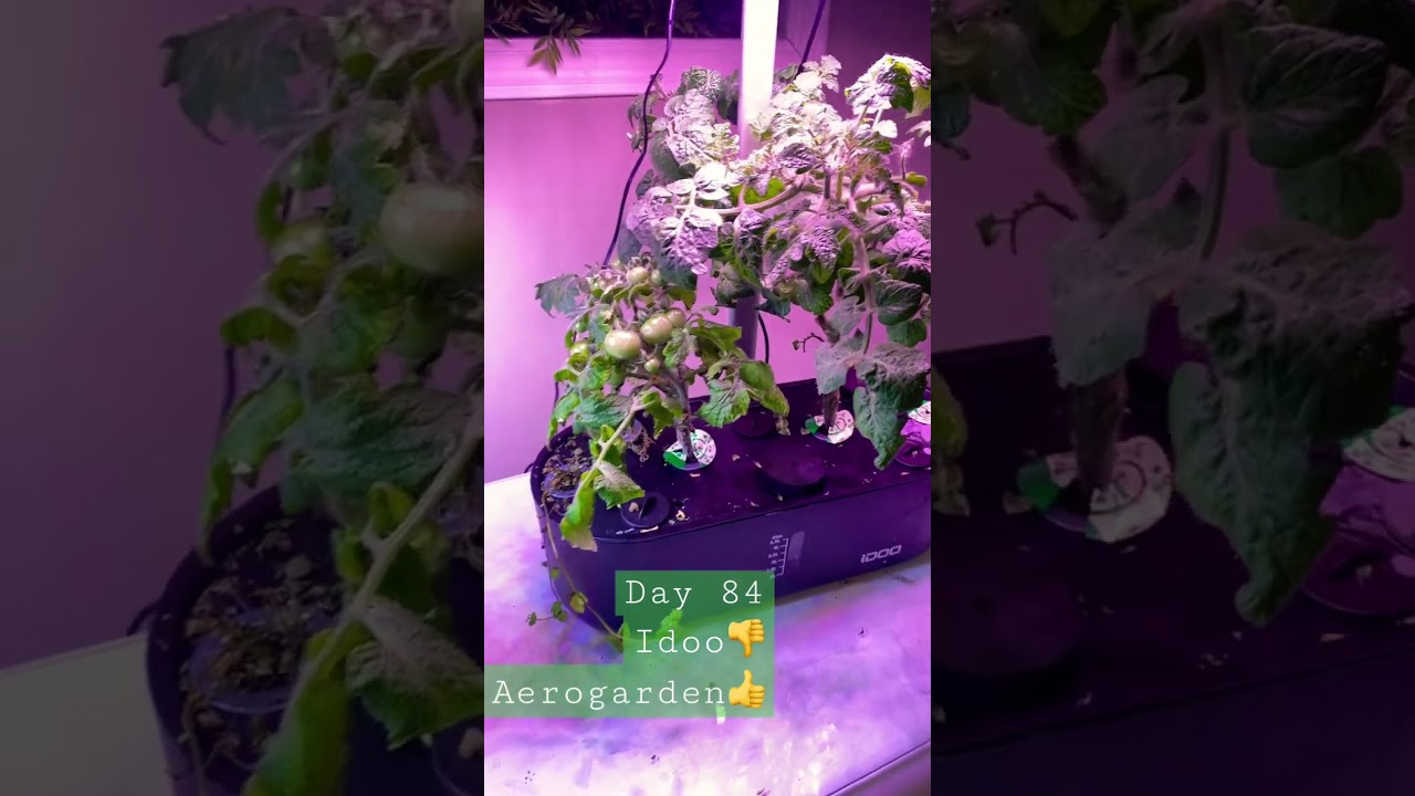 AeroGarden vs Idoo: Which Grows Tomatoes Better? #gardening #hydroponics #comparison