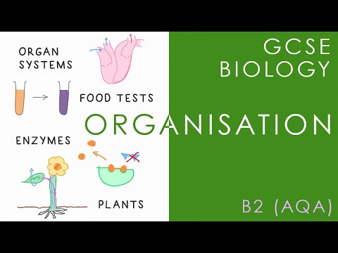 ORGANISATION - GCSE Biology (AQA Topic B2)