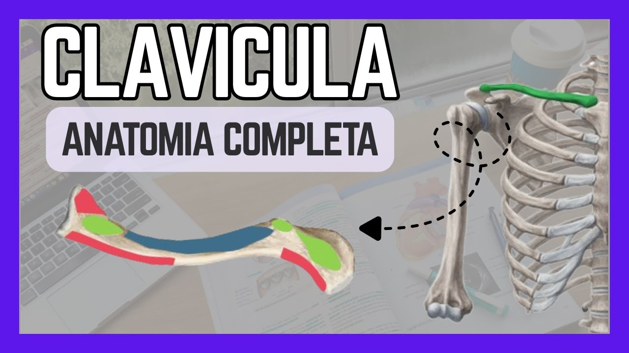 🦴📚 Anatomy of the CLAVICLE | Learn EASILY AND QUICKLY 🤓