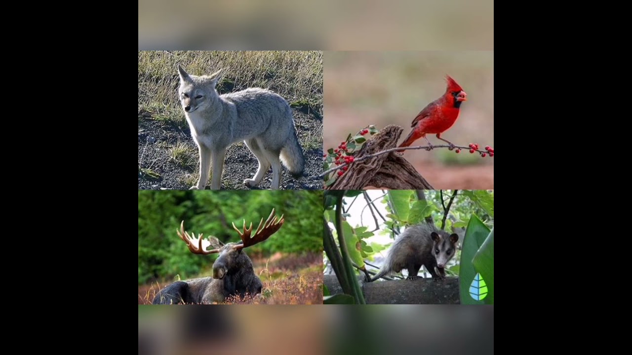 EL MISTERIOSO BOSQUE MIXTO Y DE CONÍFERA