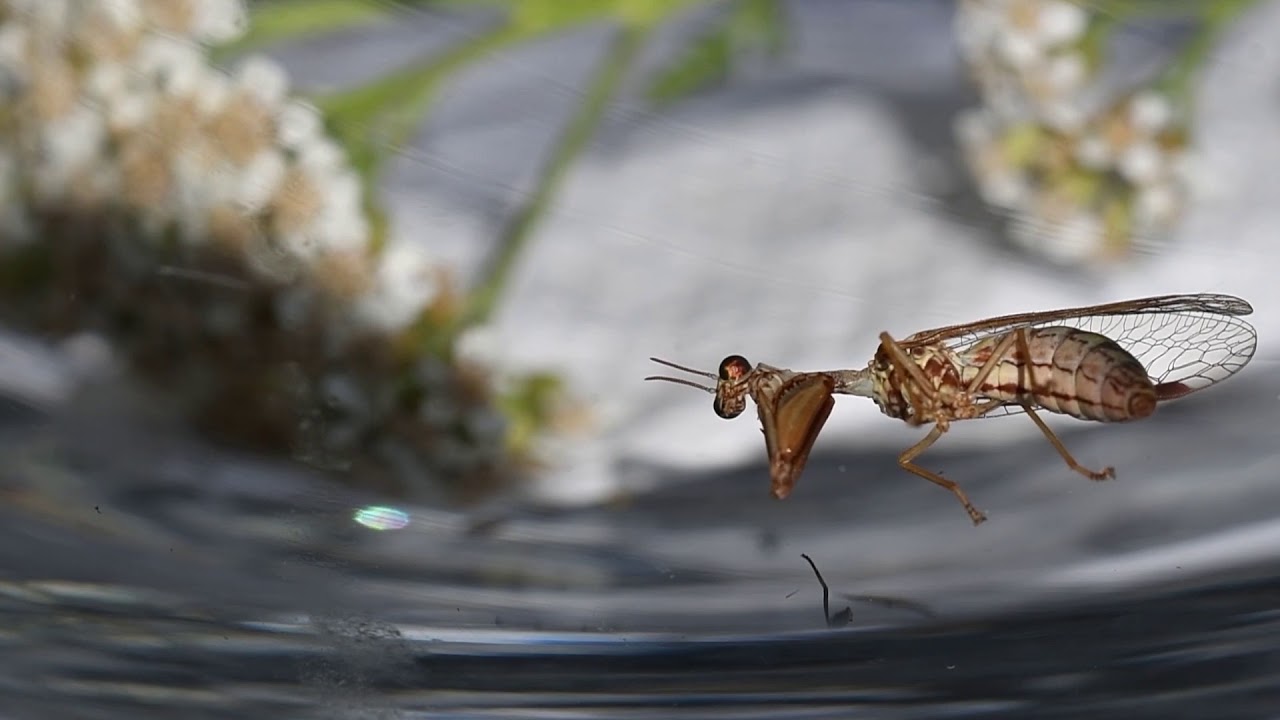 Mantispa styriaca 1920x1080 Qf