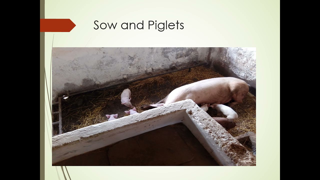 piglet management PPT