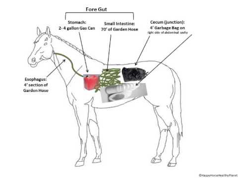 VIDEOS | The Equine Nutrition Nerd